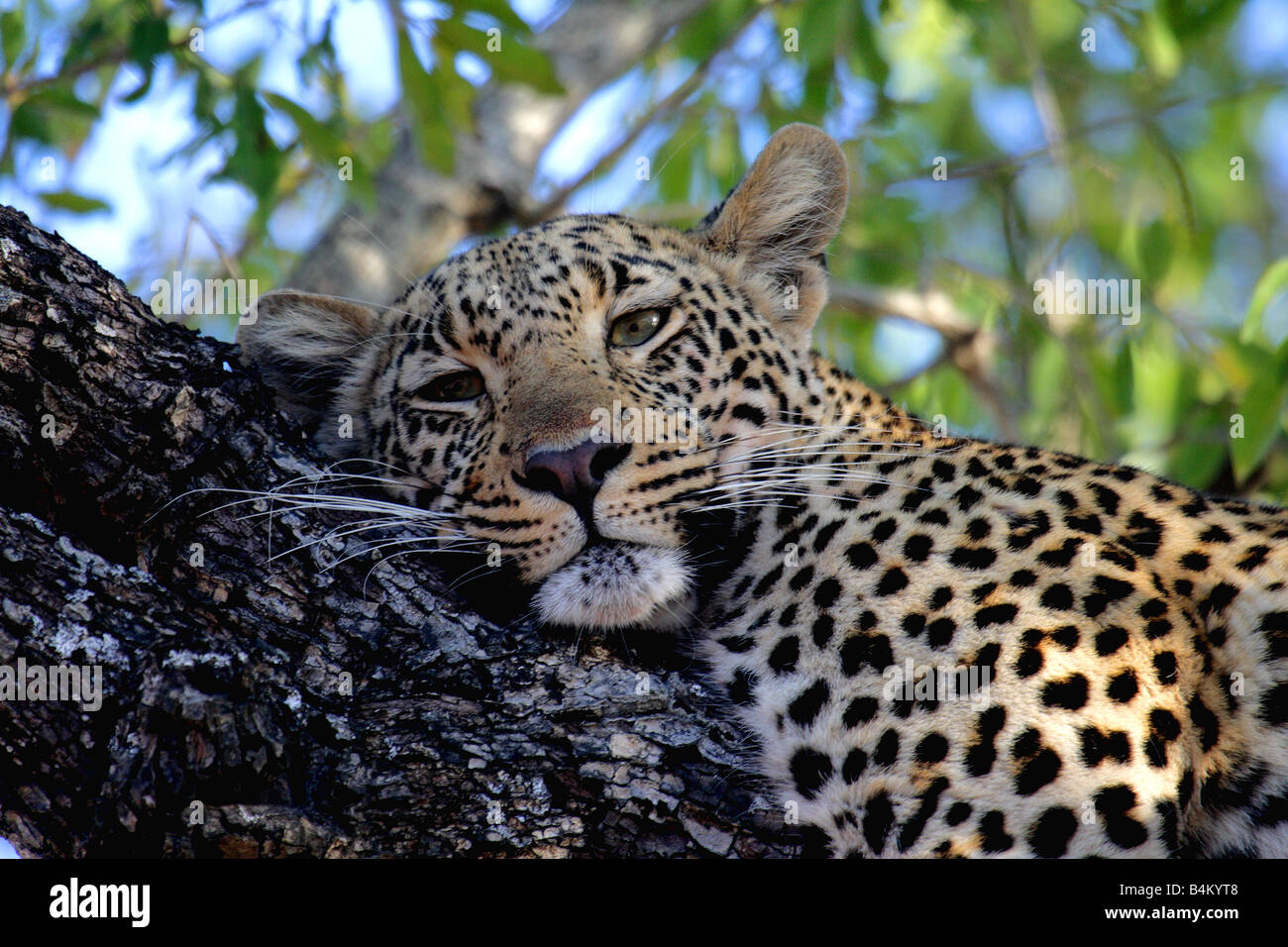 Female Leopard (wild) resting in a tree Stock Photo - Alamy