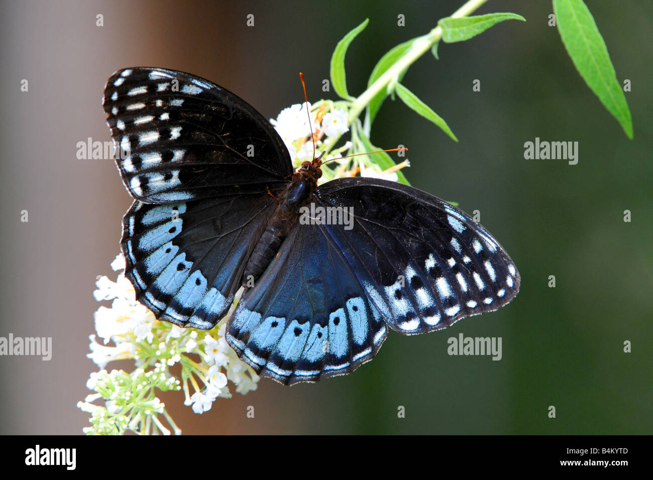 Diana roger hi-res stock photography and images - Alamy