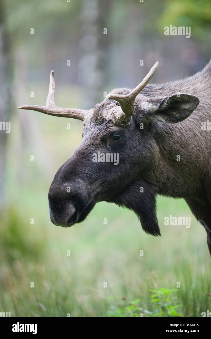male Moose or Elk - Alces alces Stock Photo - Alamy