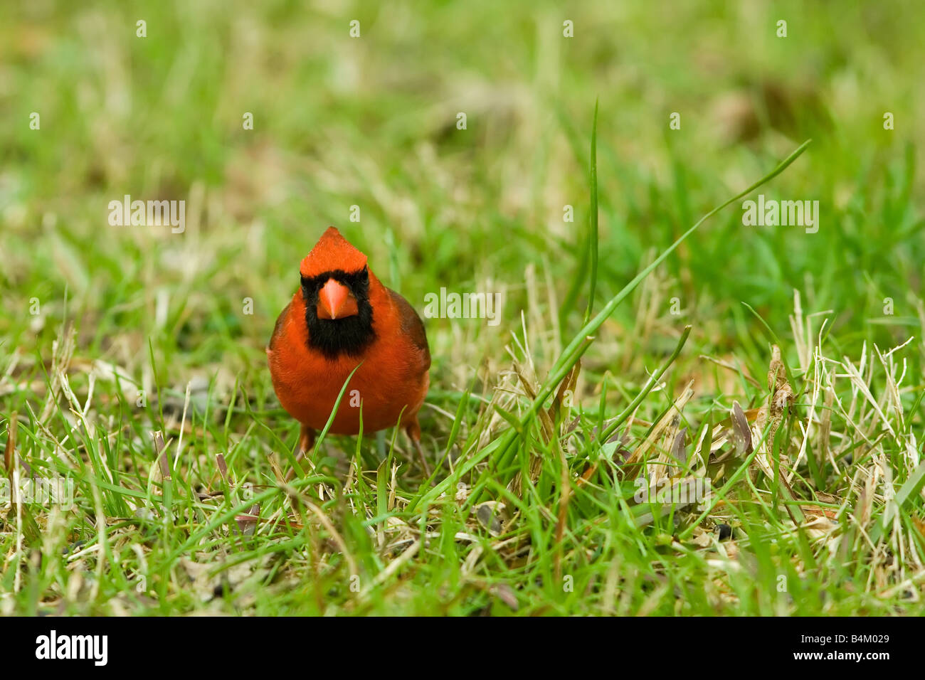 Male Northern Cardinal Cardinalis Cardinalis Stock Photo - Alamy