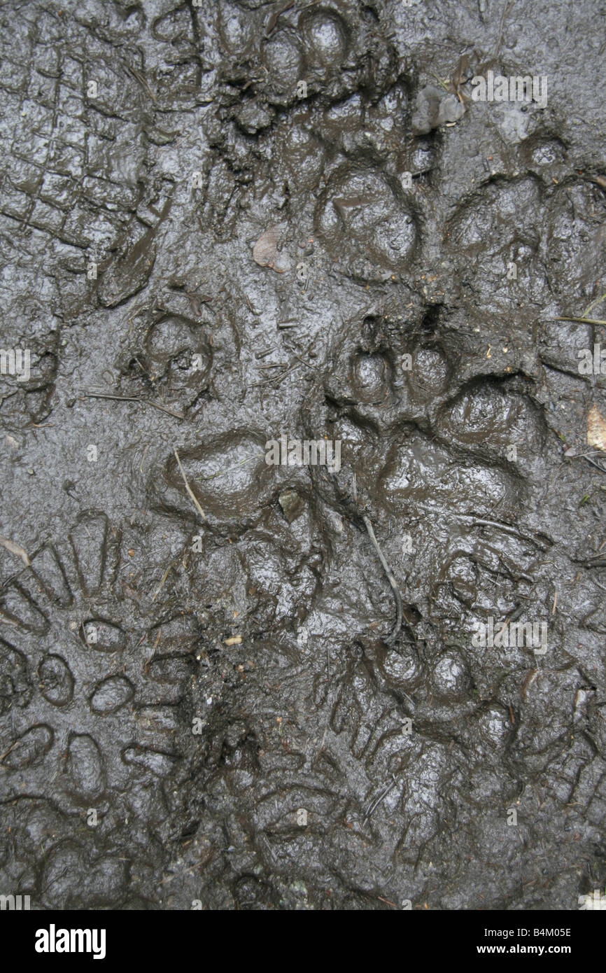 footprints in mud on rural foot path in country Stock Photo - Alamy