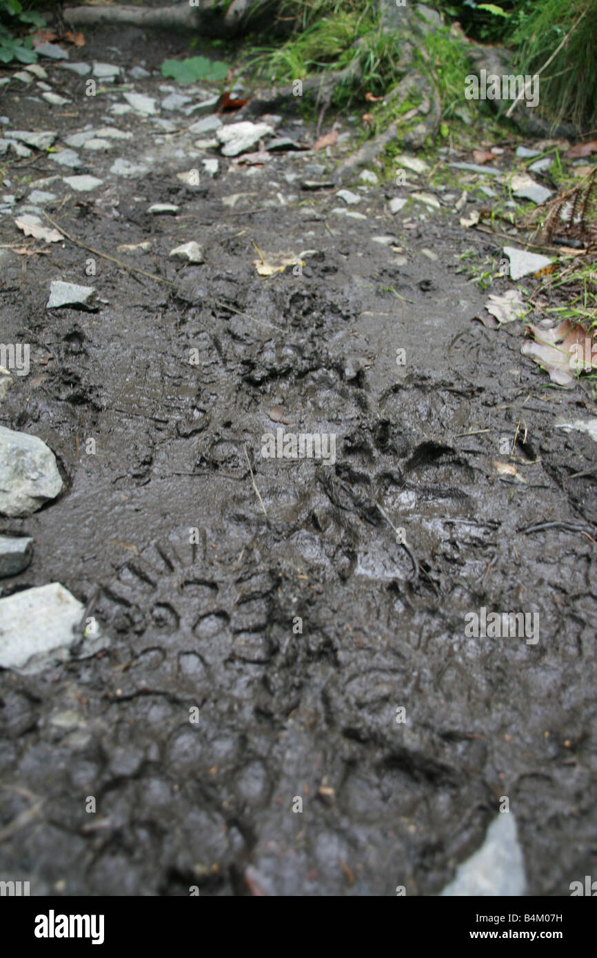 Dog tracks mud hi-res stock photography and images - Alamy