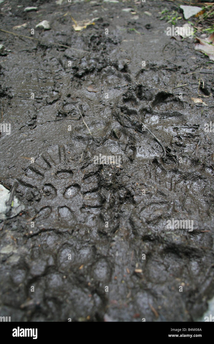 Muddy human footprints hi-res stock photography and images - Alamy