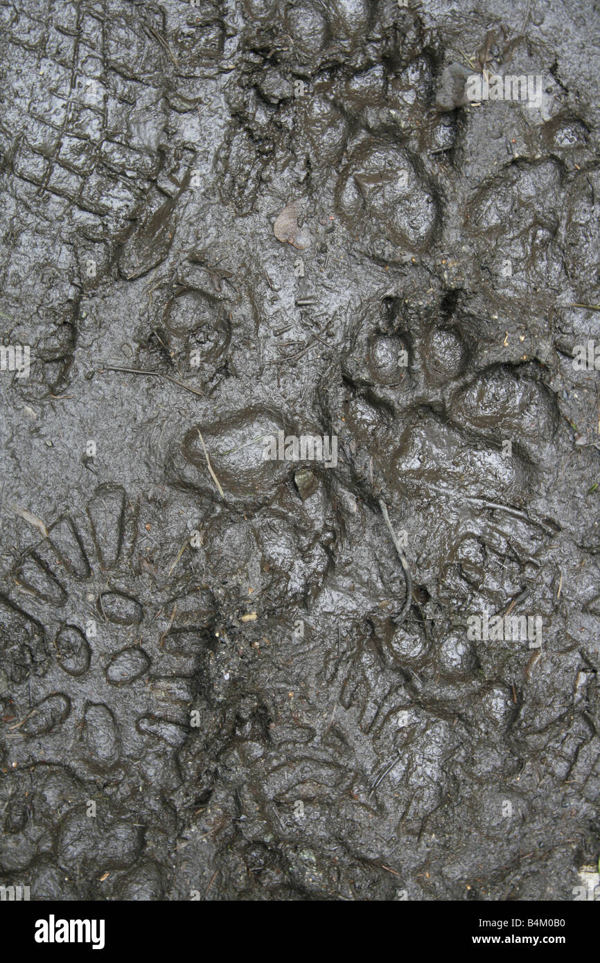 footprints in mud on rural foot path in country Stock Photo - Alamy