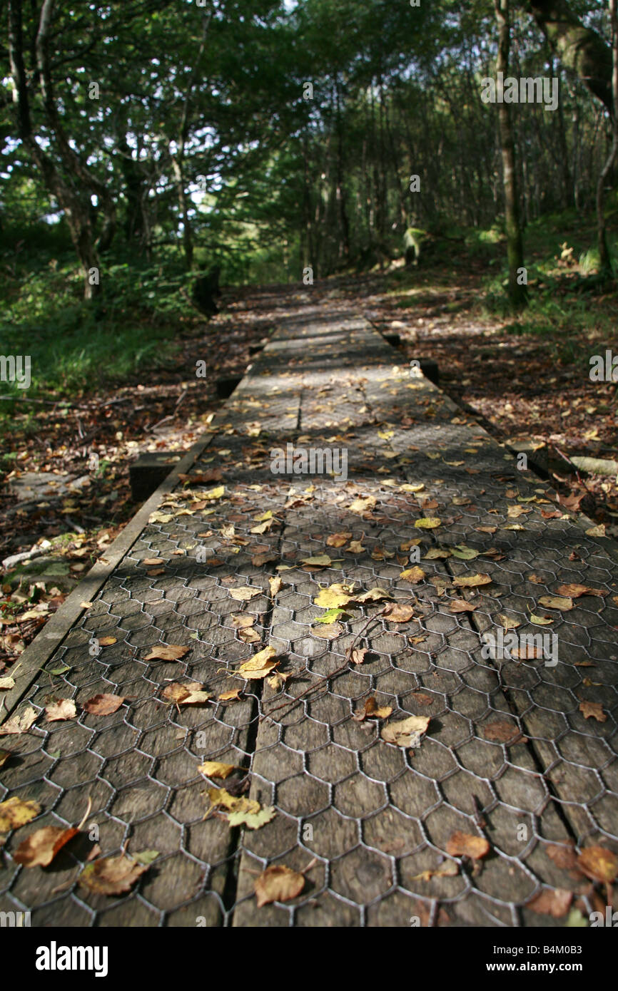 many leaves on walk way foot path woods in country Stock Photo - Alamy