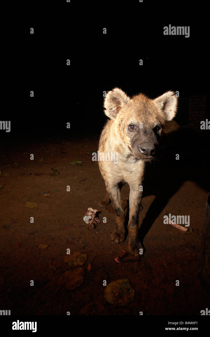 Hyena in Ethiopia Stock Photo - Alamy