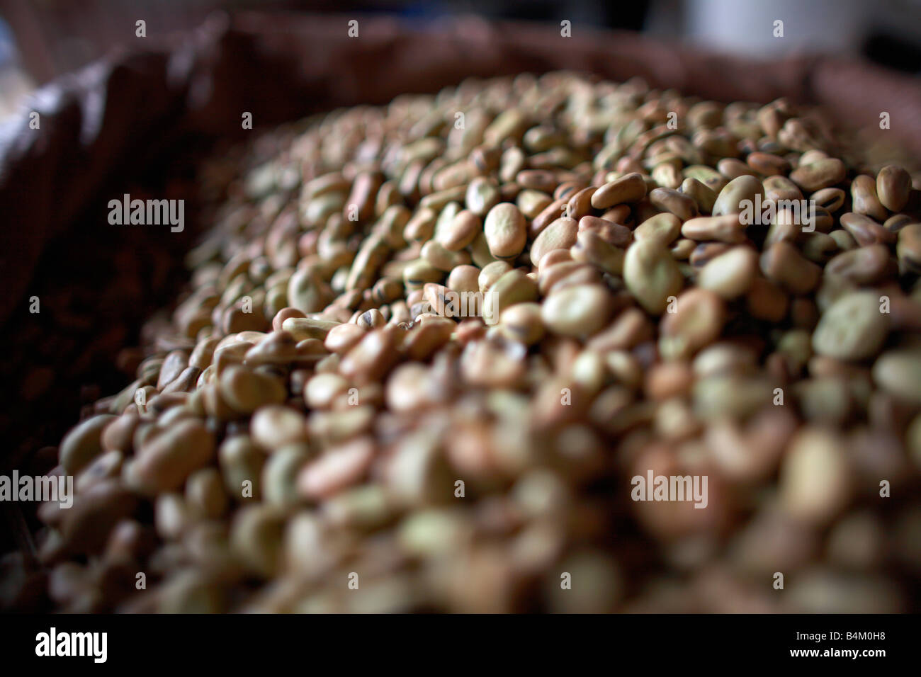 Lablab hi-res stock photography and images - Alamy