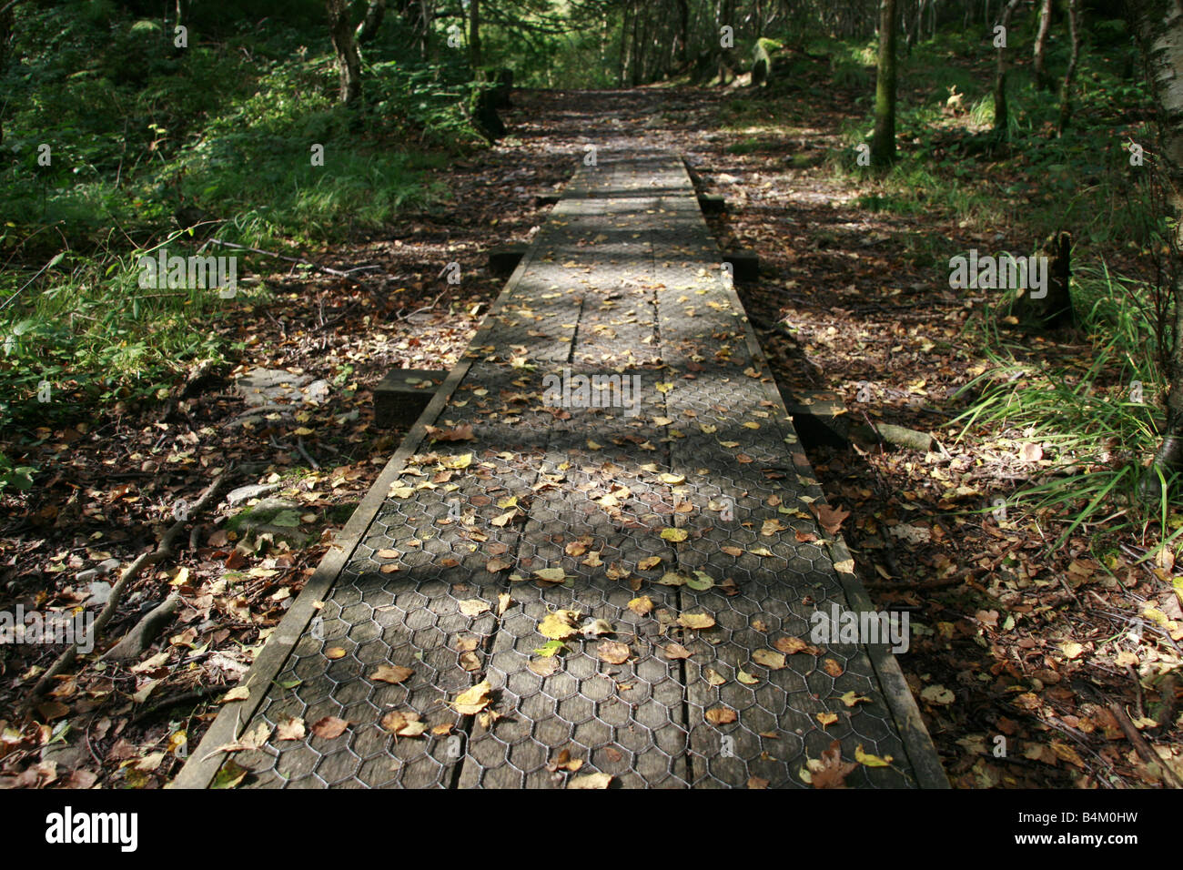many leaves on walk way foot path woods in country Stock Photo - Alamy