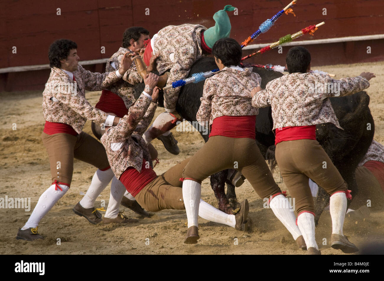 Bullfighting portugal hi-res stock photography and images - Alamy
