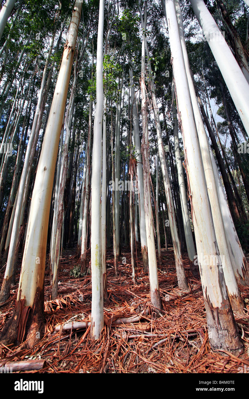 Group of gum trees hi-res stock photography and images - Alamy