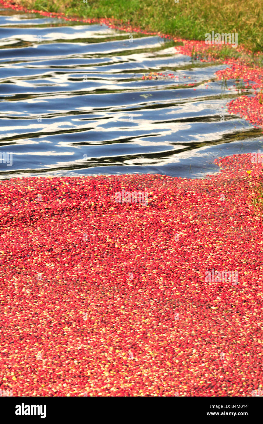Large quantity of red ripe cranberries floating on the surface of a bog ...