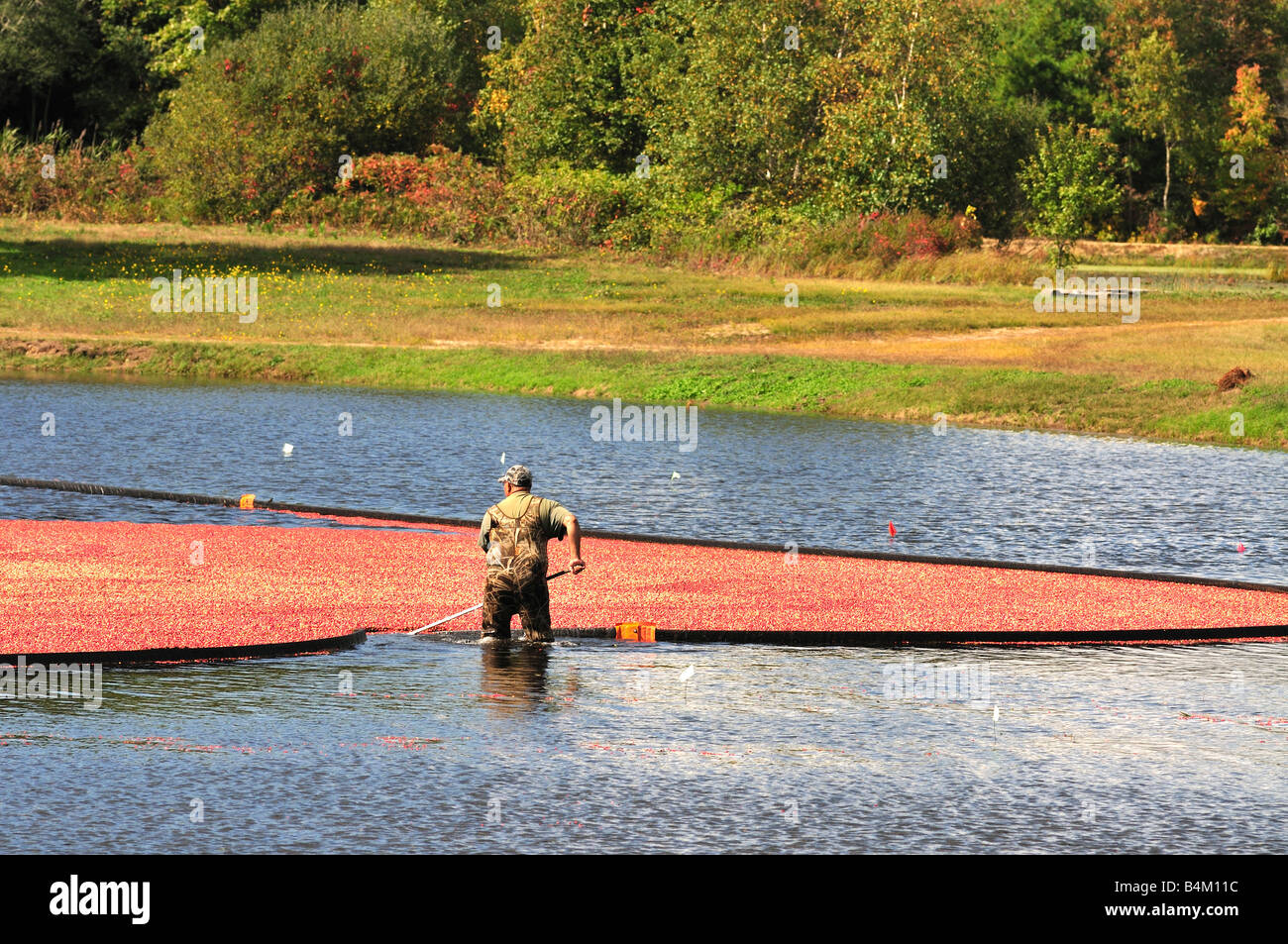 Wet cranberry harvest hi-res stock photography and images - Alamy
