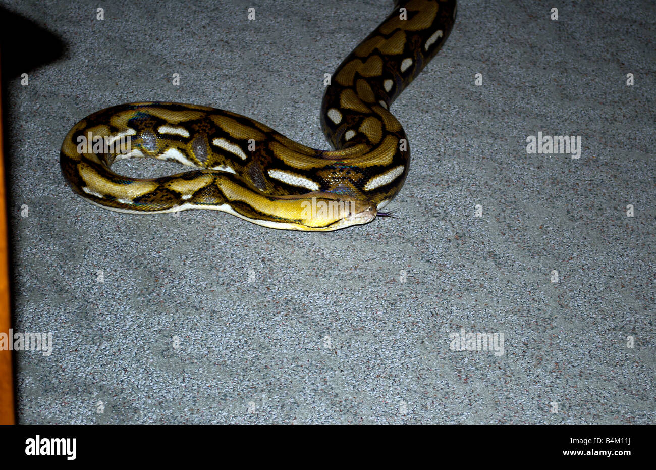 photos,environment,natural,nature,reptiles,reptile,one animal,nobody ...