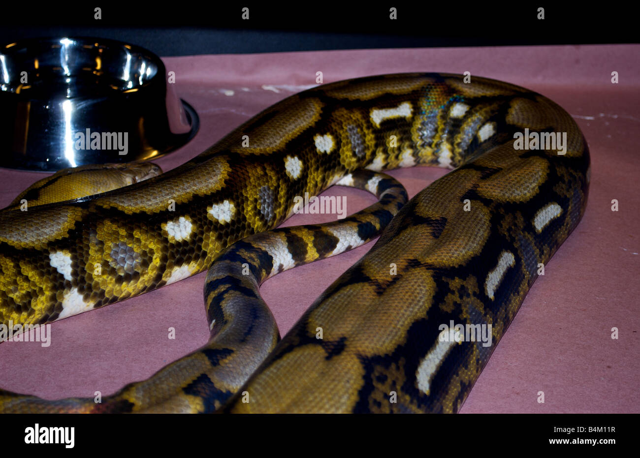 photos,environment,natural,nature,reptiles,reptile,one animal,nobody ...
