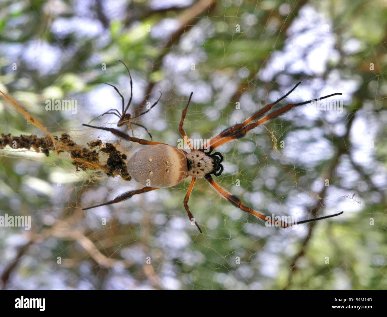 Orb Weaver Spider Stock Photo - Alamy