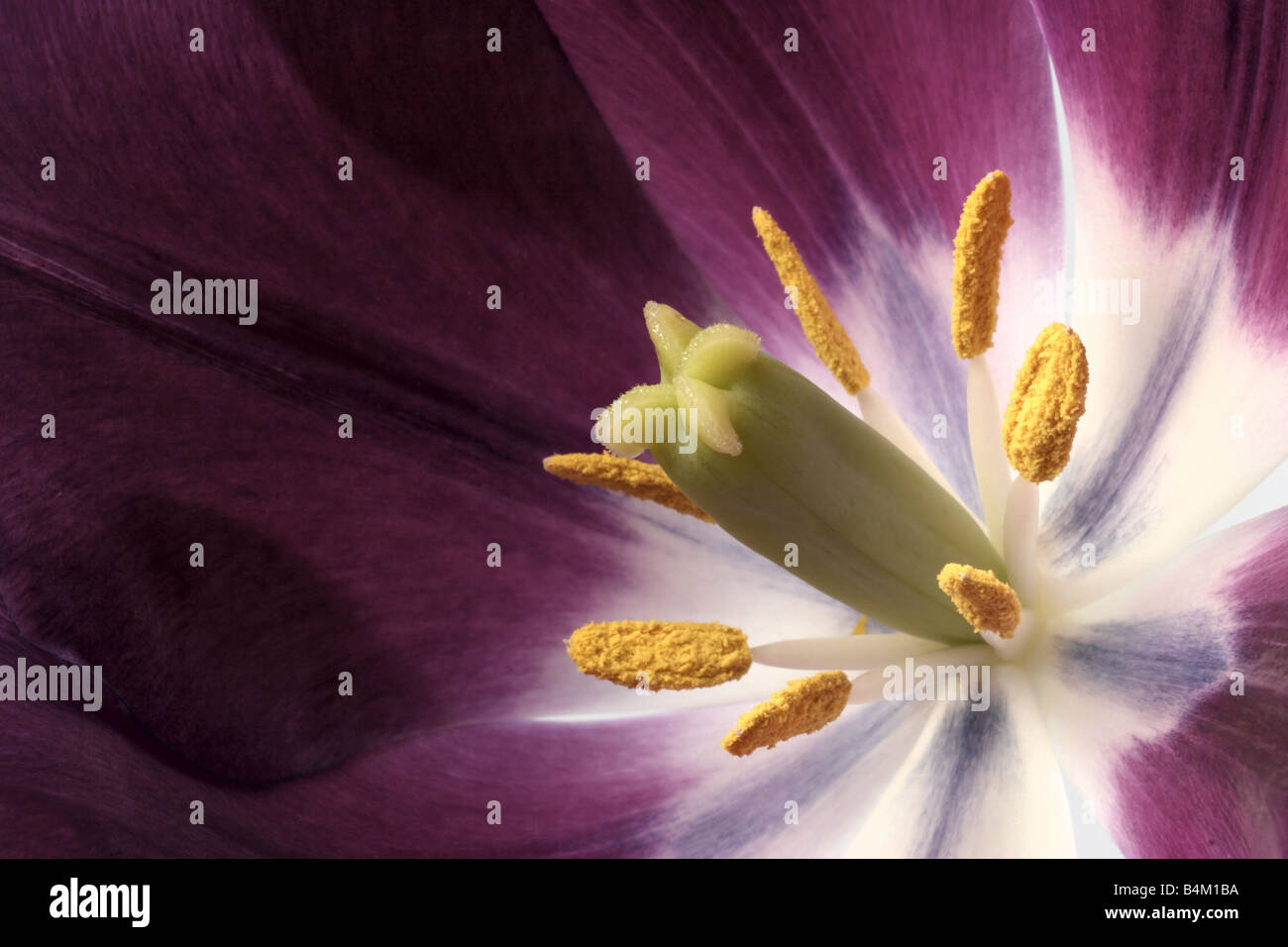Tulip stamen pistil macro hi-res stock photography and images - Alamy