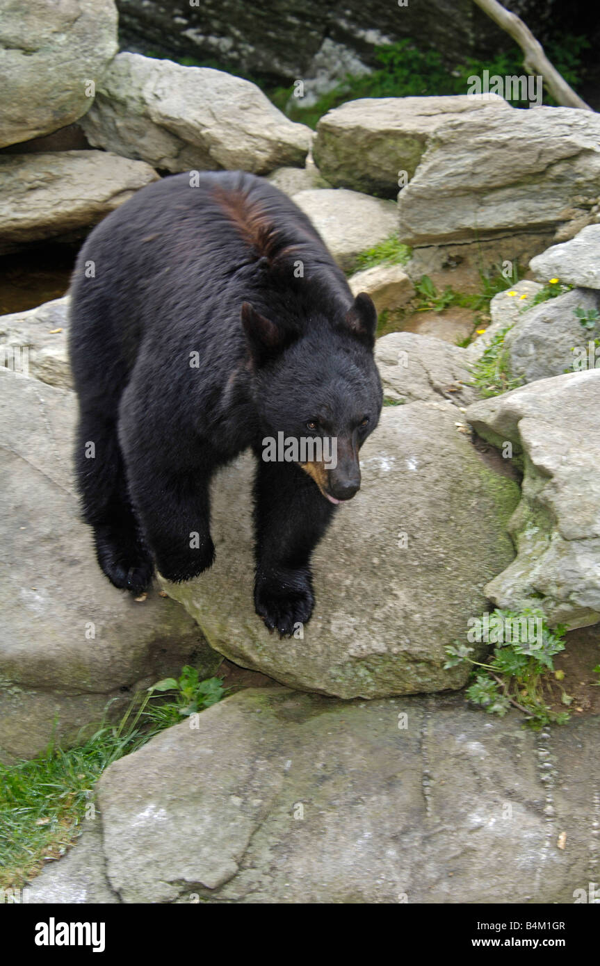 A Black Bear in the Blue Ridge Mountains Stock Photo - Alamy