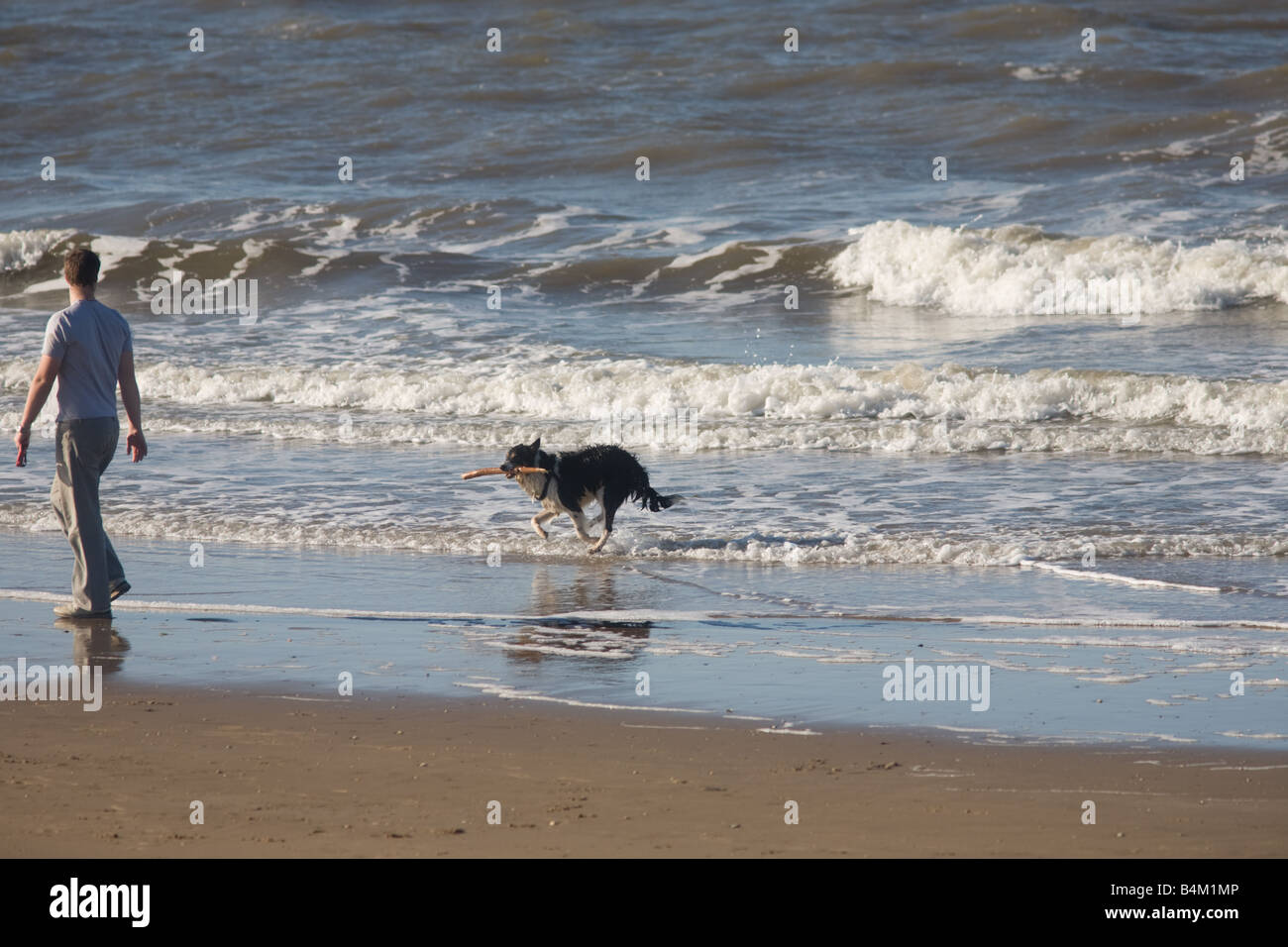 Man exercising dog on beach Stock Photo - Alamy
