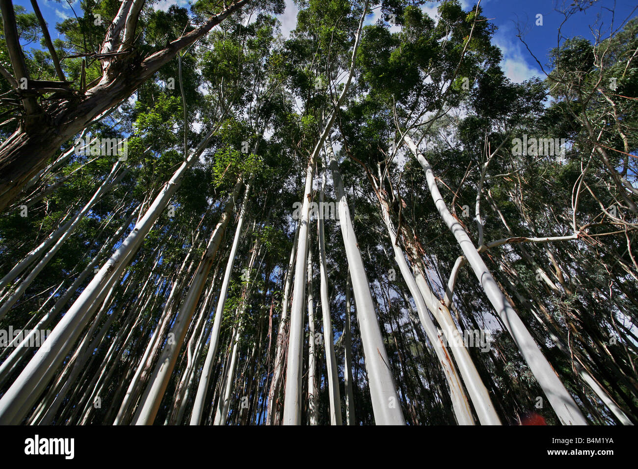 Lofty trees hi-res stock photography and images - Alamy