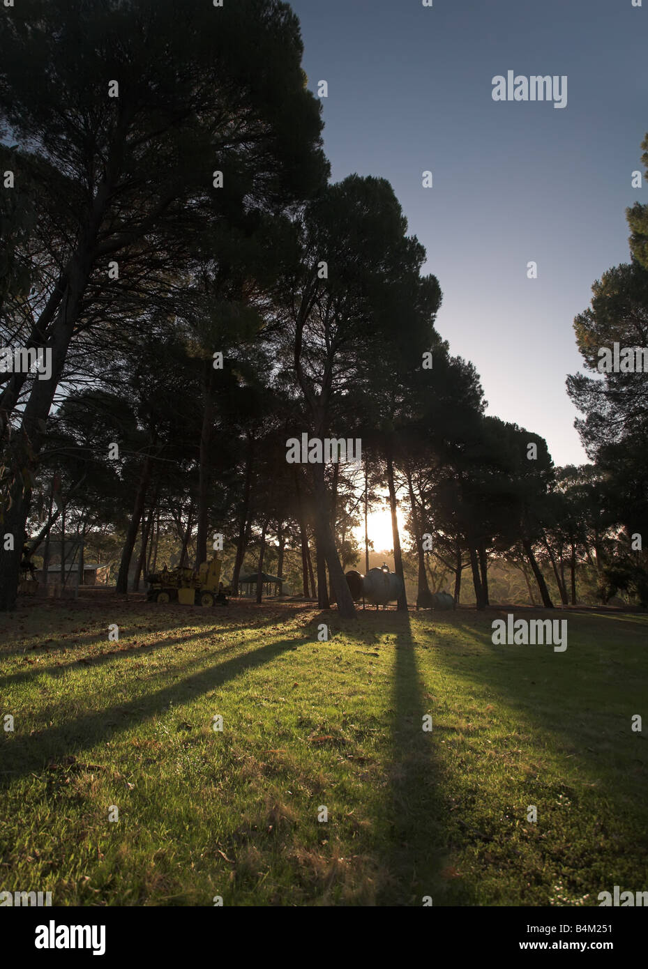 Trees and long shadows hi-res stock photography and images - Alamy