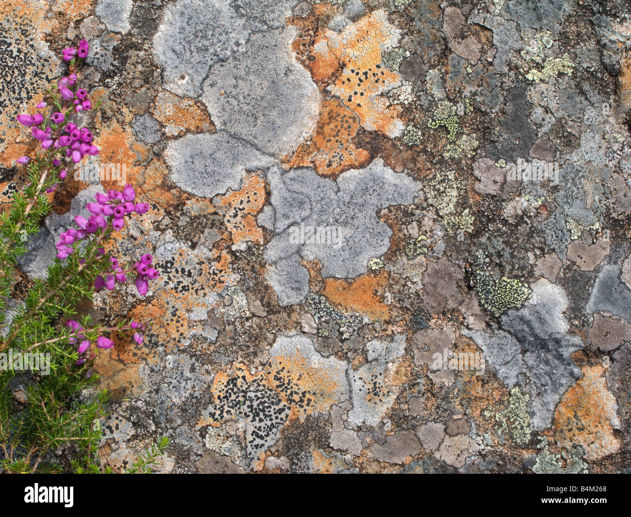 Map lichen hi-res stock photography and images - Alamy