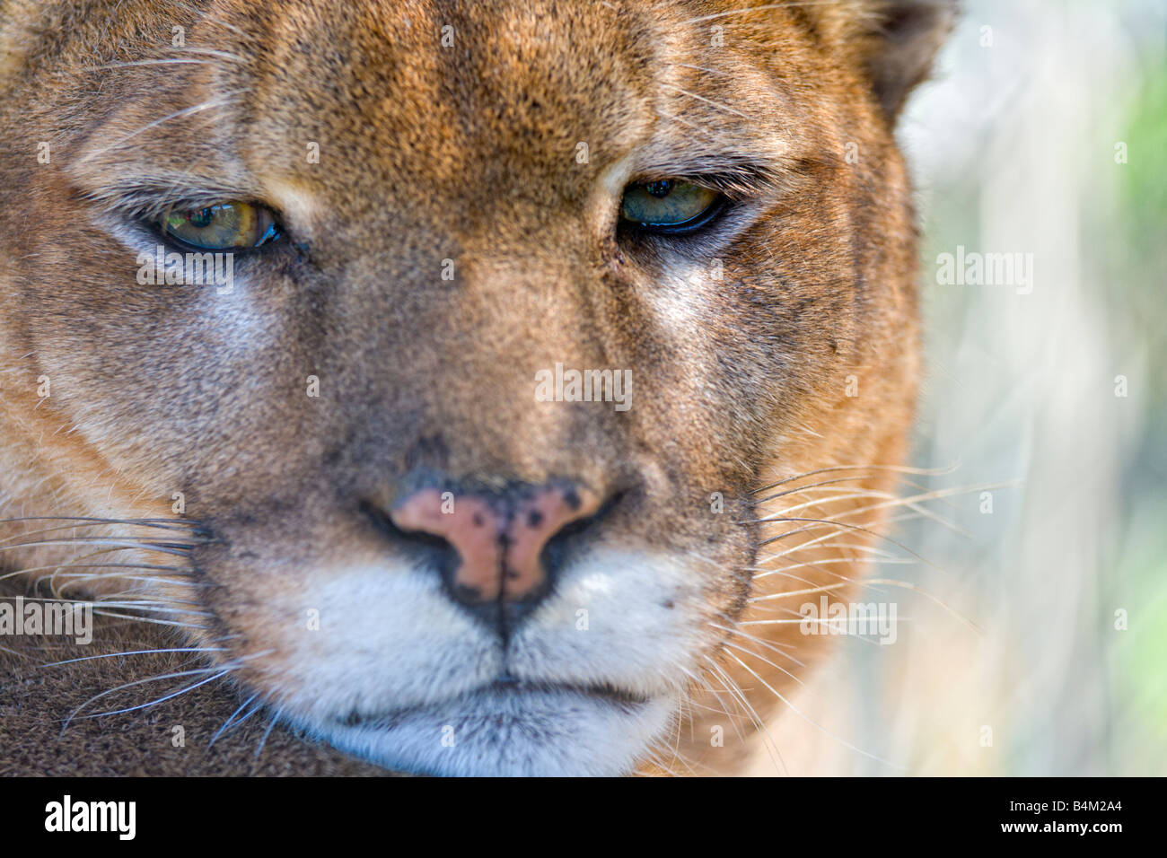 Cougar Face