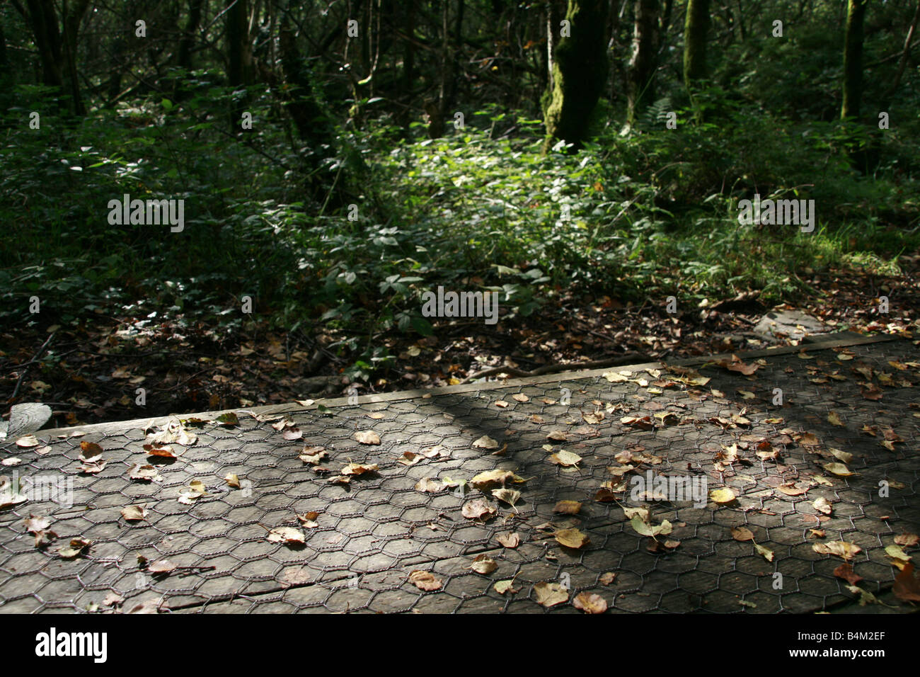 many leaves on walk way foot path woods in country Stock Photo - Alamy