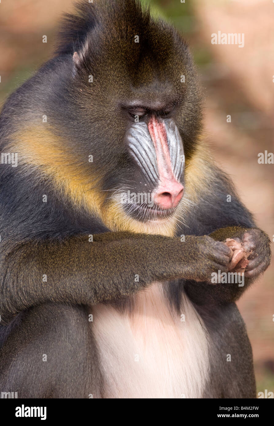 Mandrill sitting mandrillus sphinx hi-res stock photography and images ...