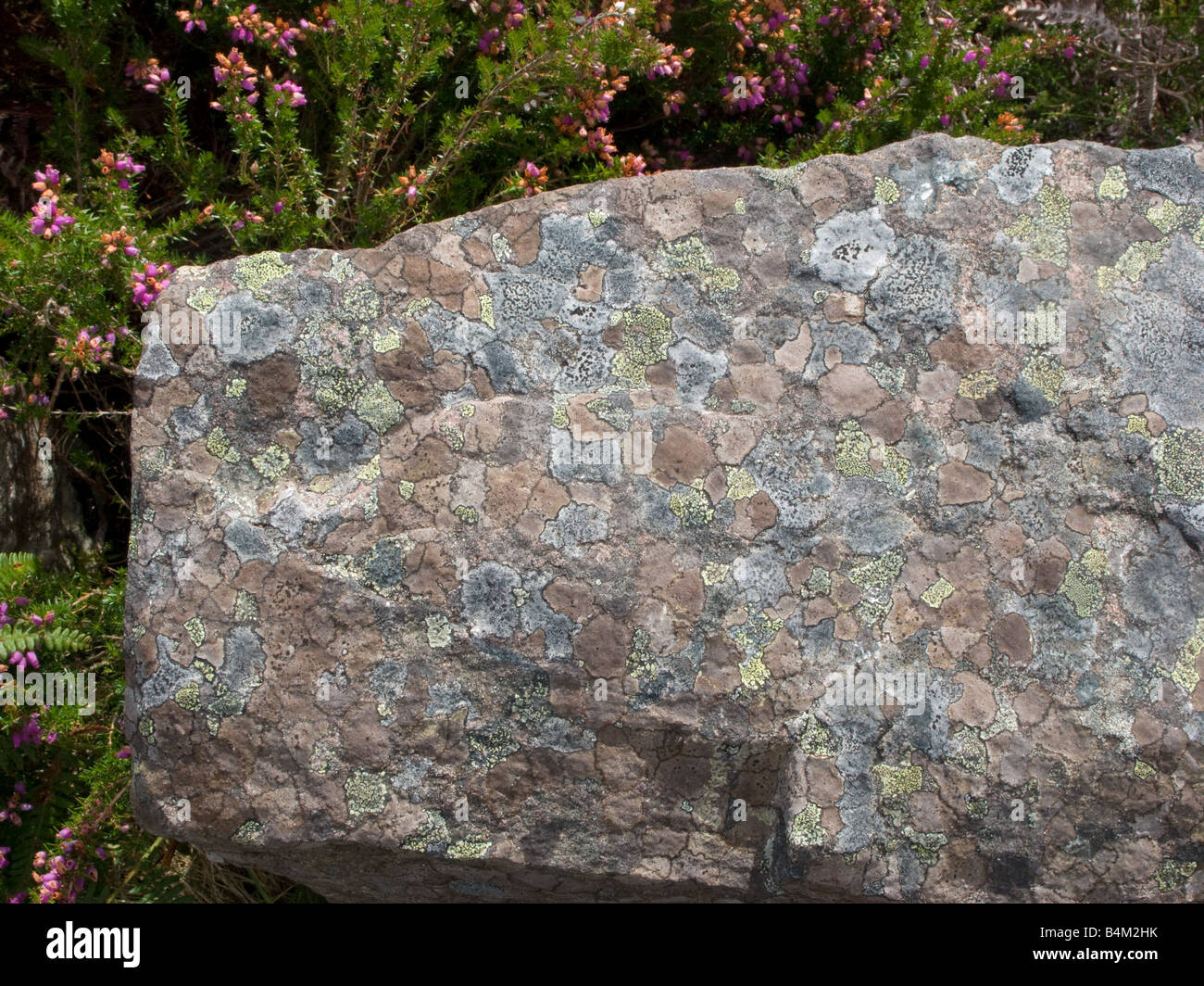 Map lichen, Torridon Stock Photo - Alamy