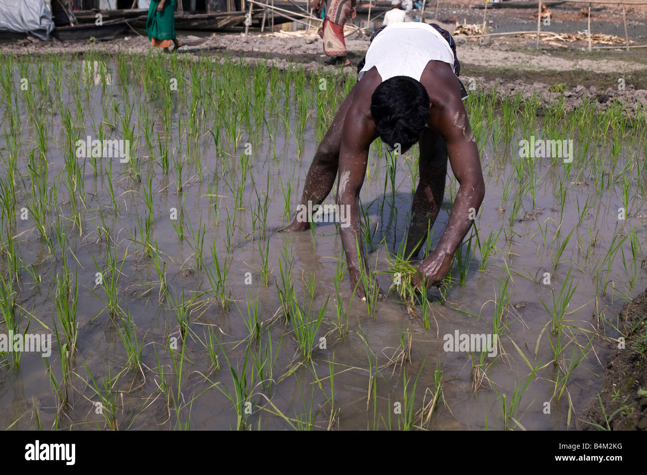 Man checking rice plants in rice field Dhaka Bangladesh Stock Photo - Alamy