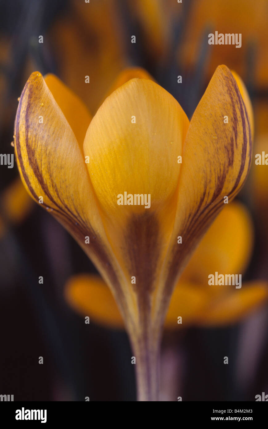 Crocus dorothy chrysanthus hybrid hi-res stock photography and images ...