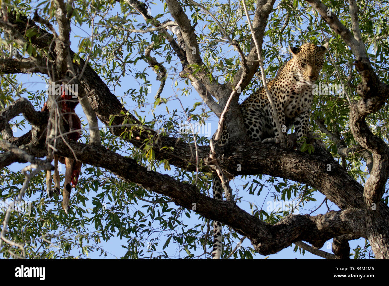 Female Leopard (wild) in tree with kill Stock Photo - Alamy