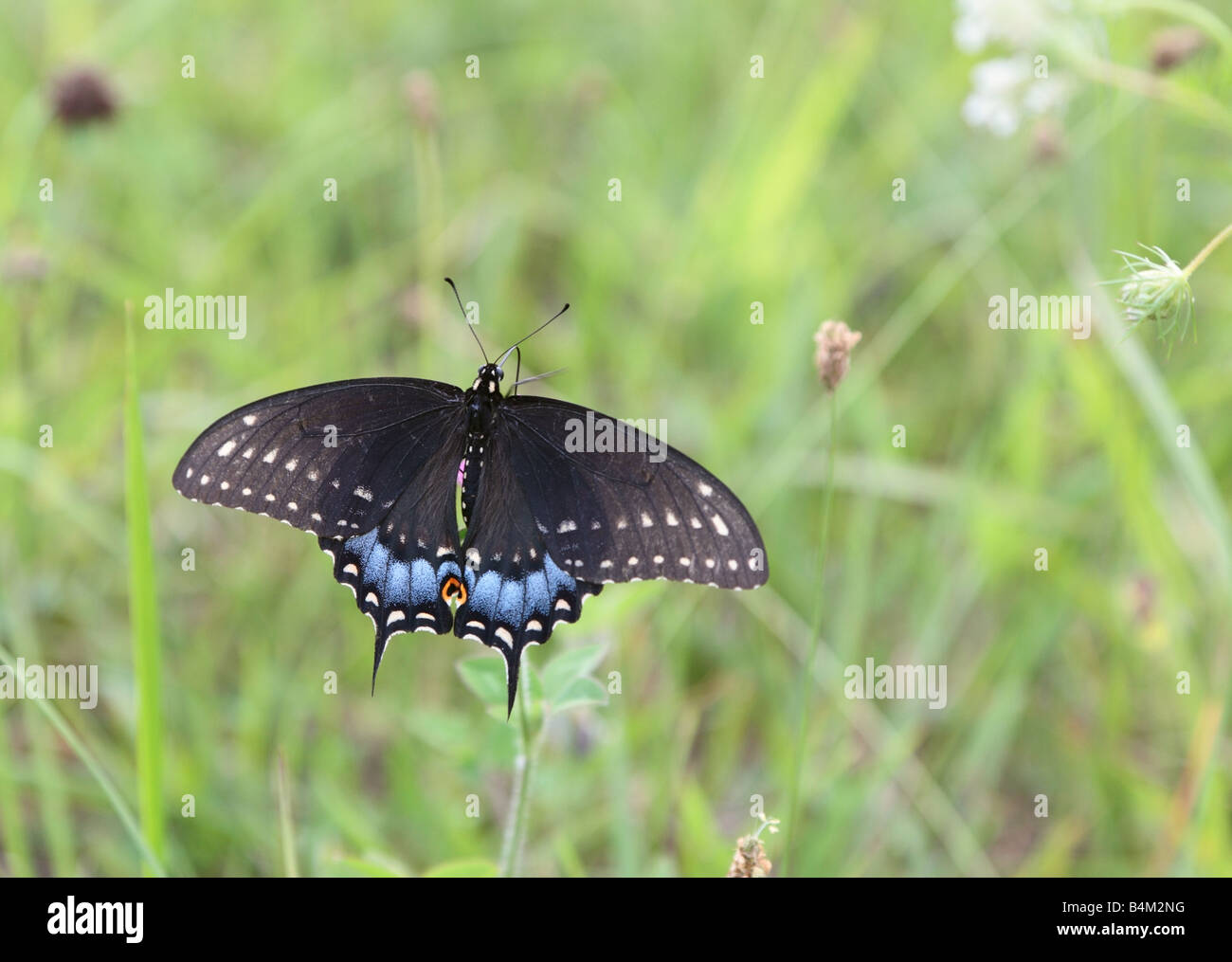 Turquoise blue butterfly hi-res stock photography and images - Alamy