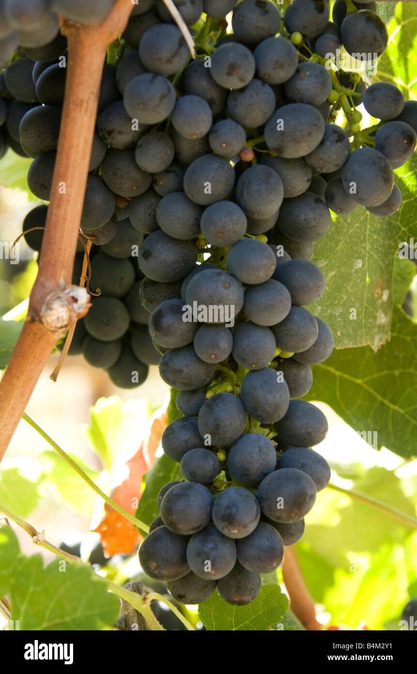 Syrah vineyard hi-res stock photography and images - Alamy