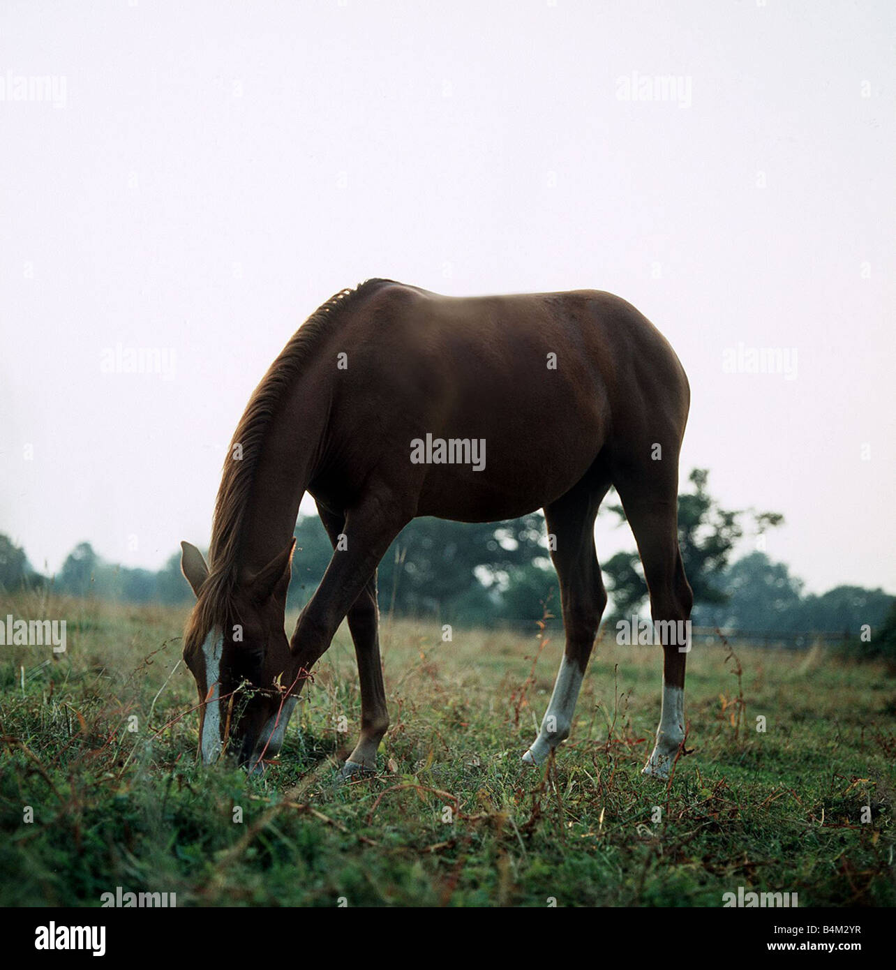 Animals Horses Horse Stock Photo - Alamy