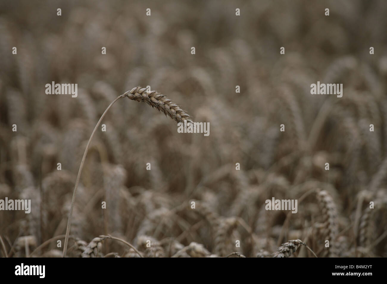 Sheath of wheat hi-res stock photography and images - Alamy