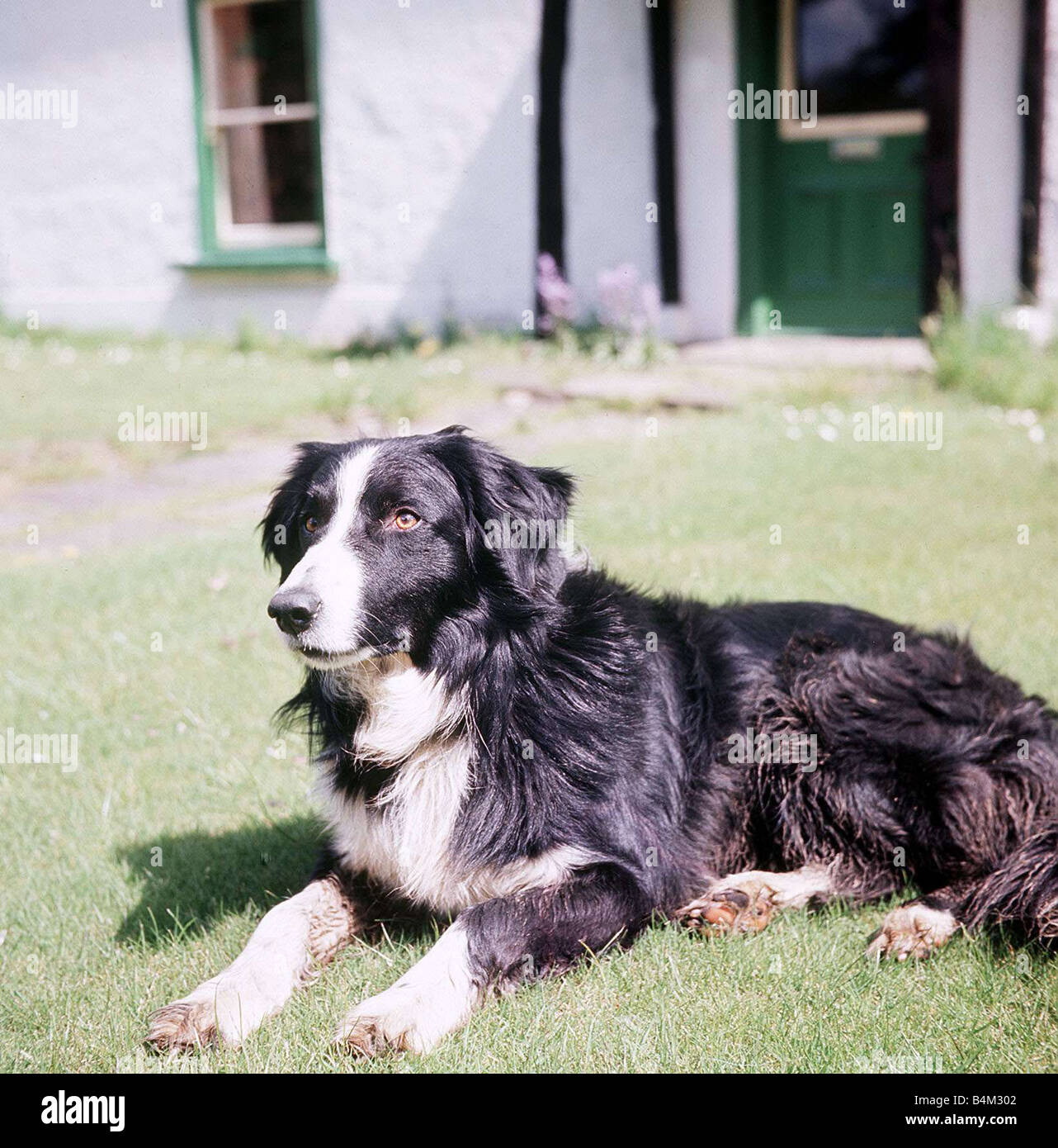 Collie Sheep Dog 1968 Stock Photo - Alamy