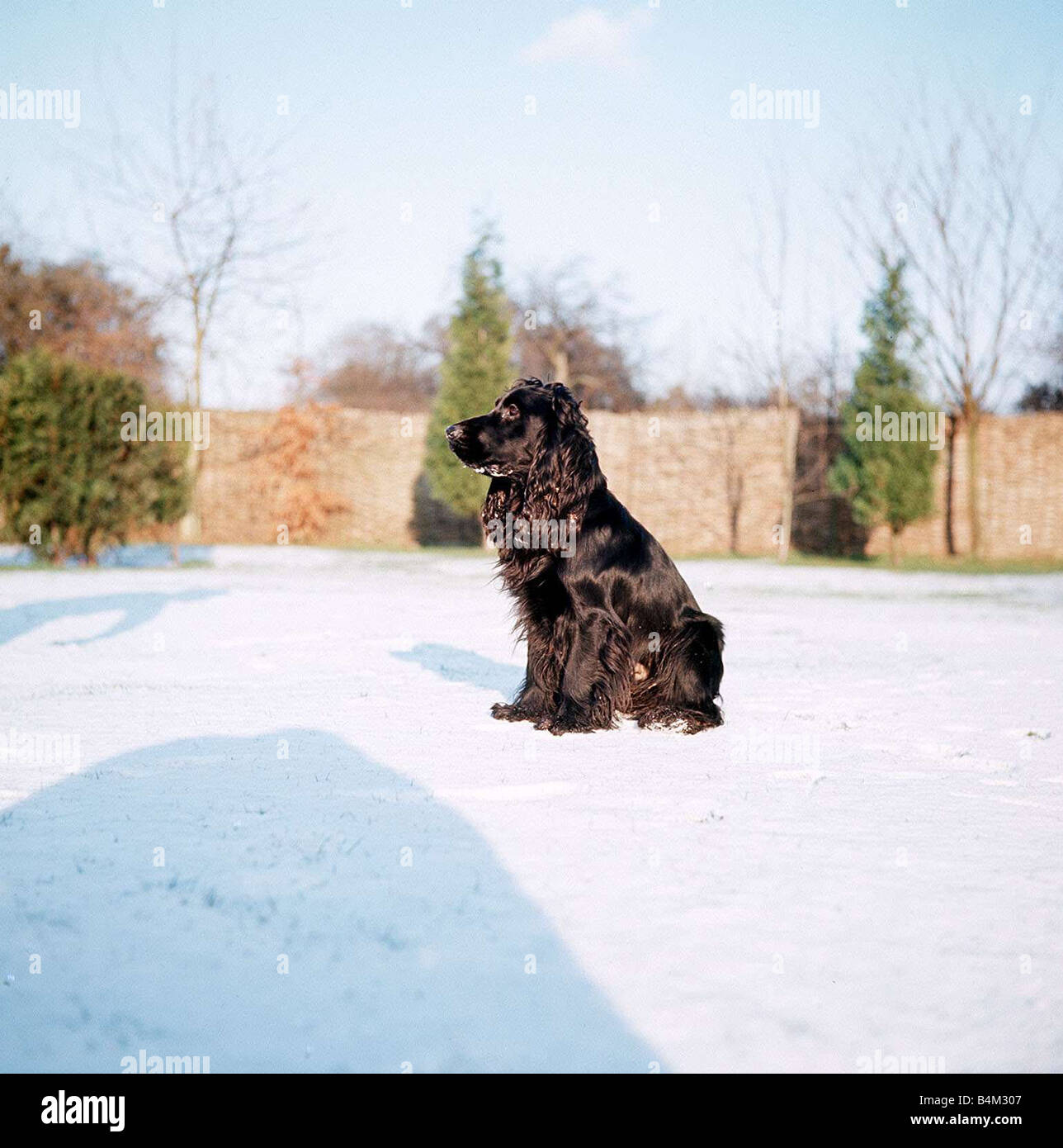 Spaniel Dog 1968 Stock Photo - Alamy
