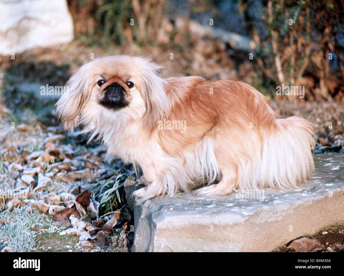 Pekinese Dog 1968 Stock Photo - Alamy