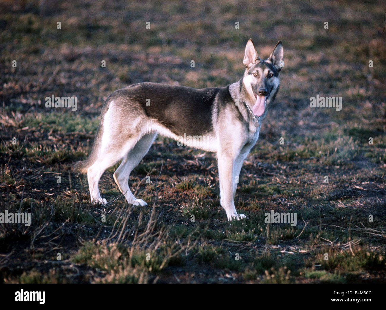 Alsation Dog 1968 Stock Photo - Alamy