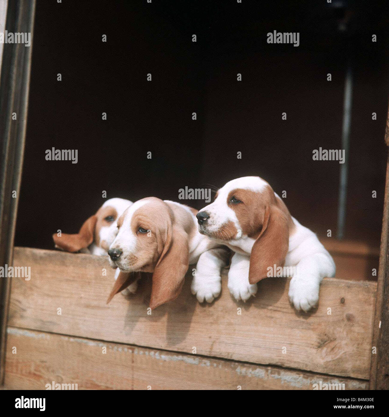 Basset Hounds pups 1970 Stock Photo - Alamy