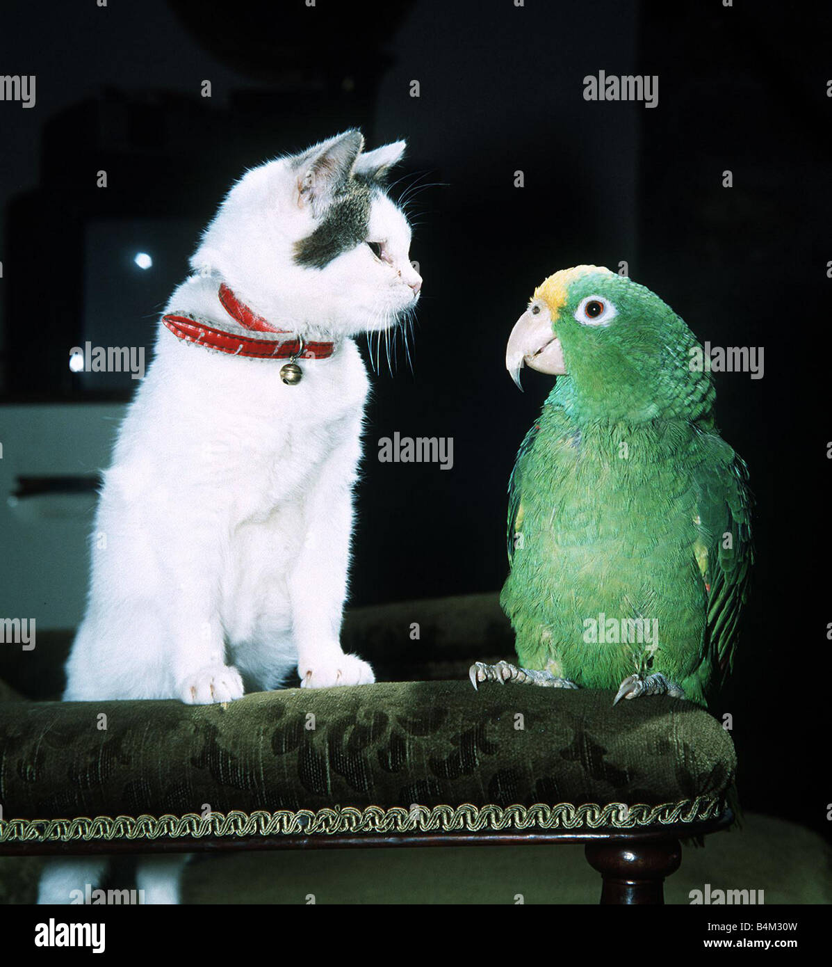 Danny the Parrot and Chester the Cat January 1984 Stock Photo - Alamy