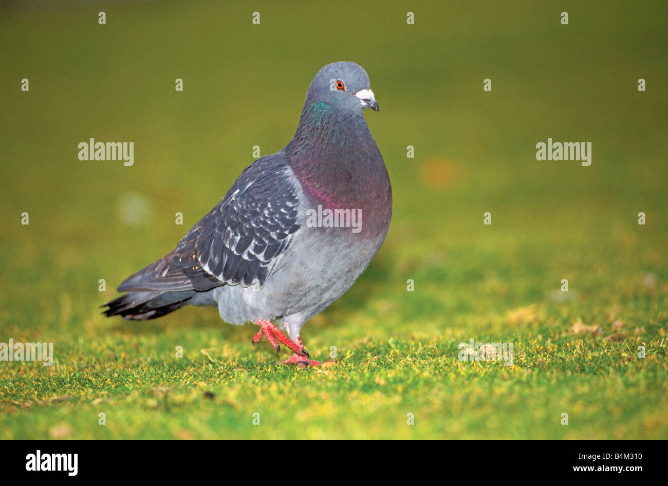 Rock Dove Columba livia San Diego CALIFORNIA United States February ...