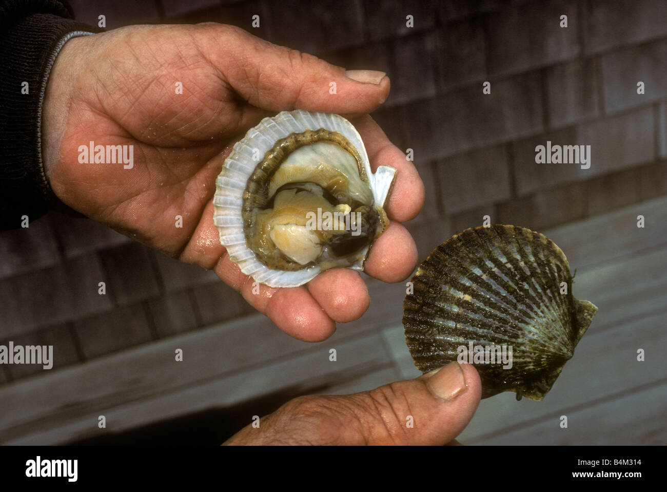 opening scallop shell shuckinig Stock Photo - Alamy