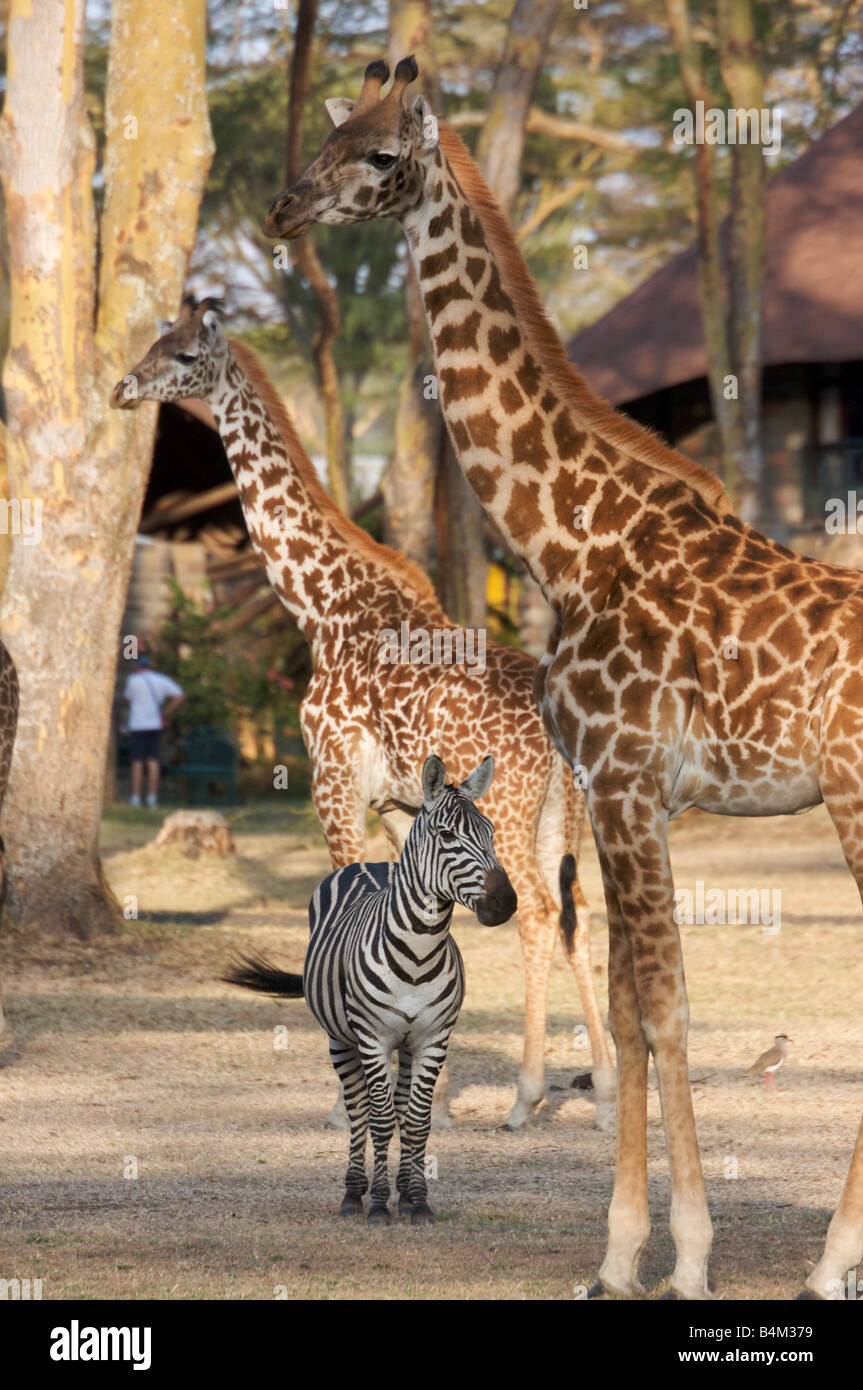 Baby Zebras And Giraffes