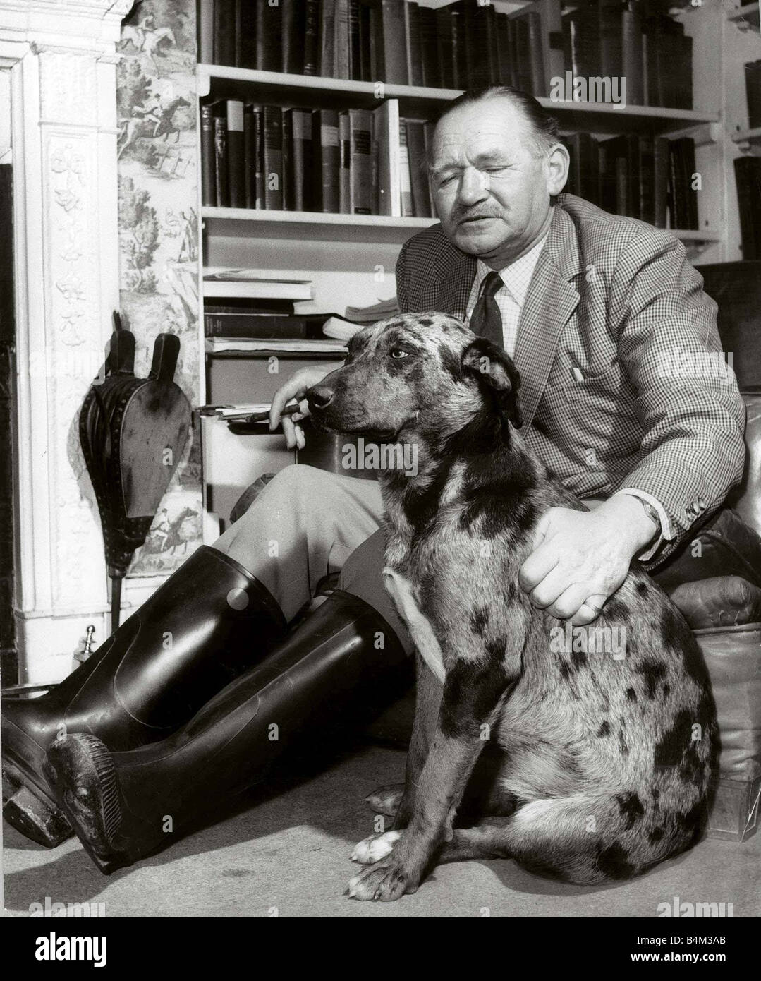 Cow dogs hi-res stock photography and images - Alamy