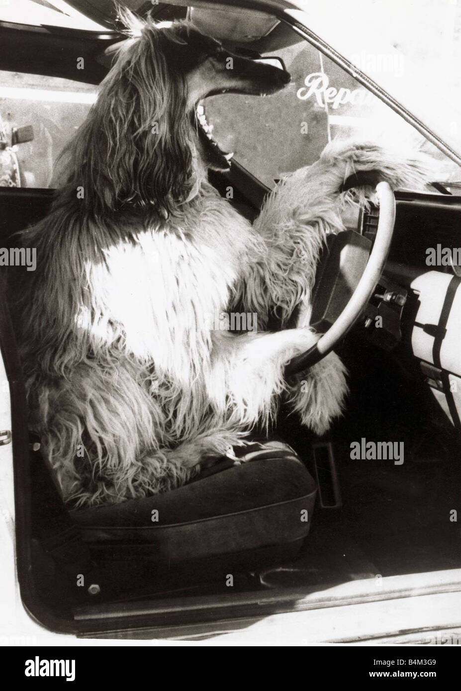 Dog at the Wheel of a Car Car Driving Animals Dogs Stock Photo - Alamy