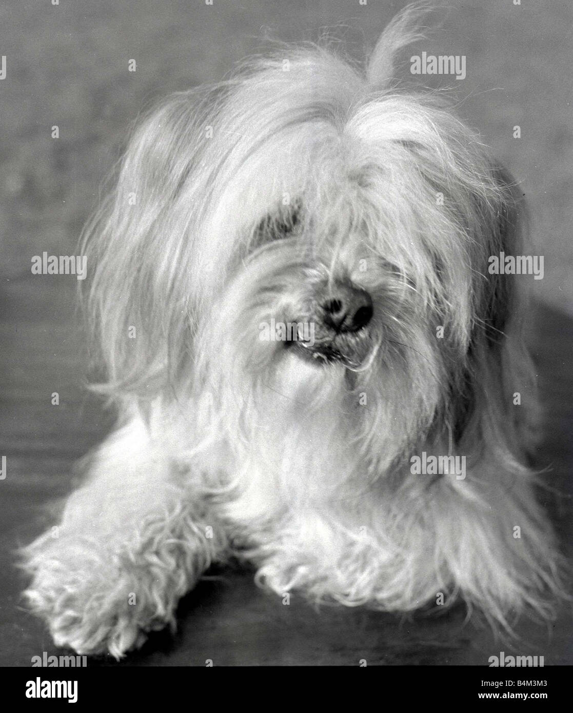 An Apso a Tibetan breed of dog Animal small little lap dog February ...
