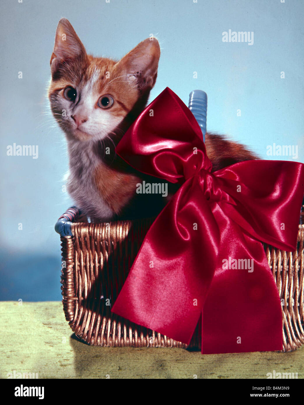 Red kitten red ribbon hi-res stock photography and images - Alamy