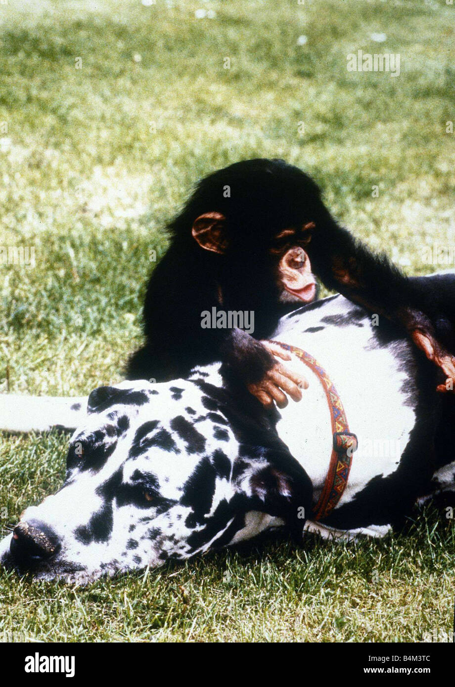 Great Dane Freddie and Baby Chimp Teddy january 1995 Animals Dogs Dog ...